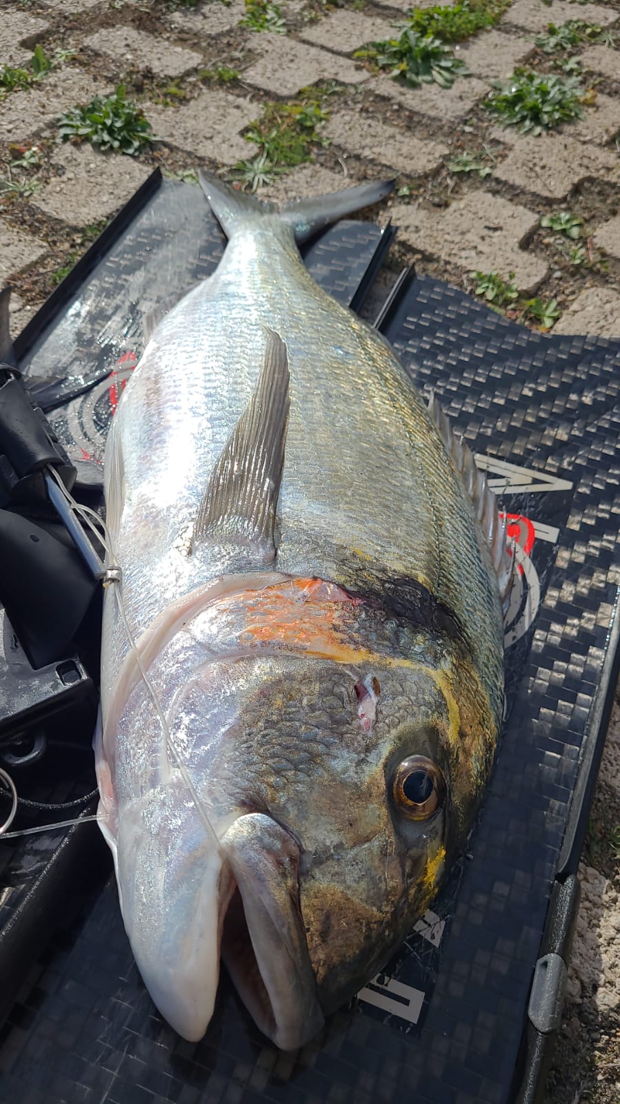 La grande Orata ...in zona cesarini