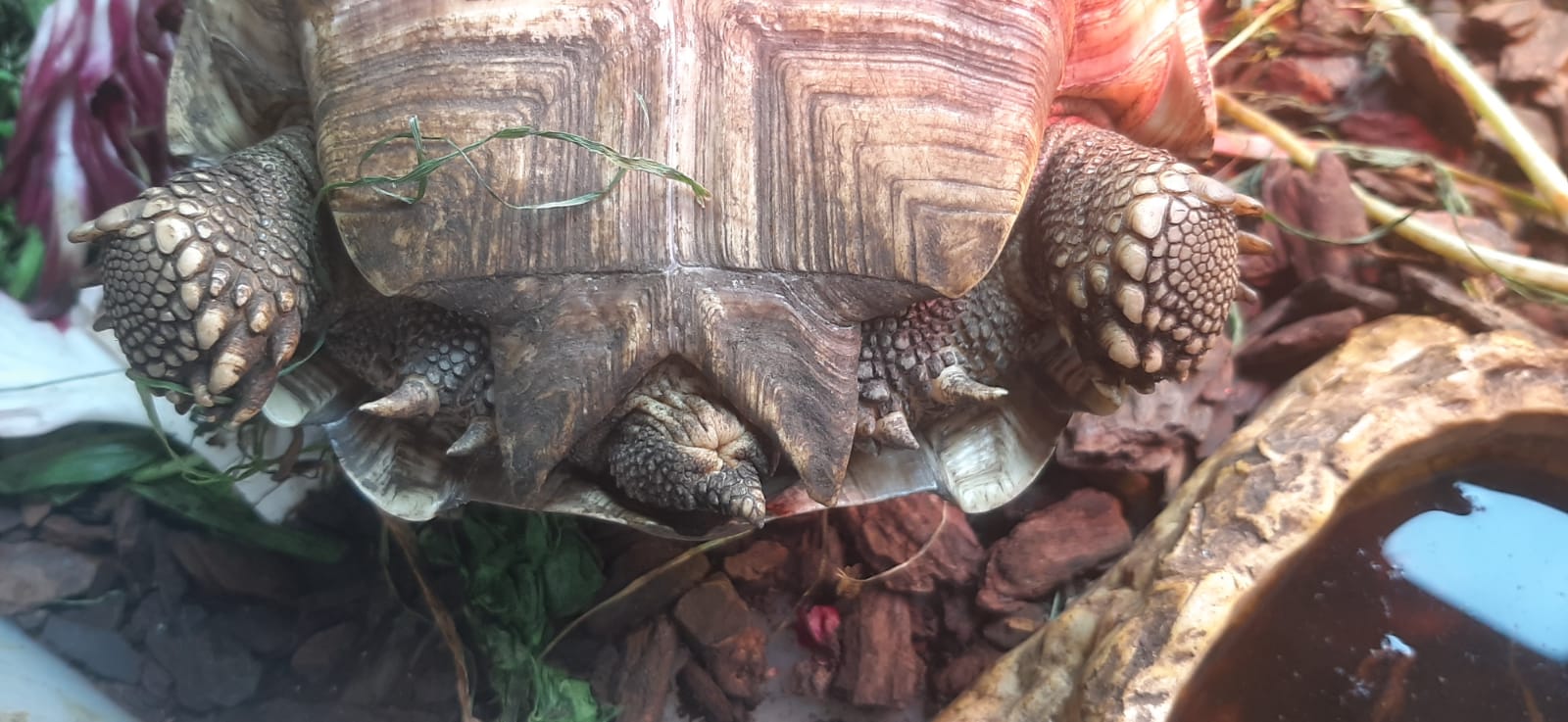 Sex of my Sulcata